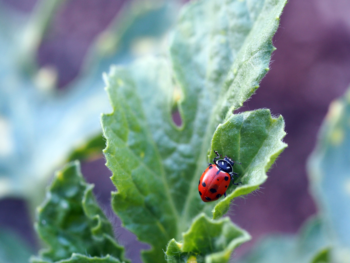 Ladybug Ladybug Fly Away Home • Mellzah