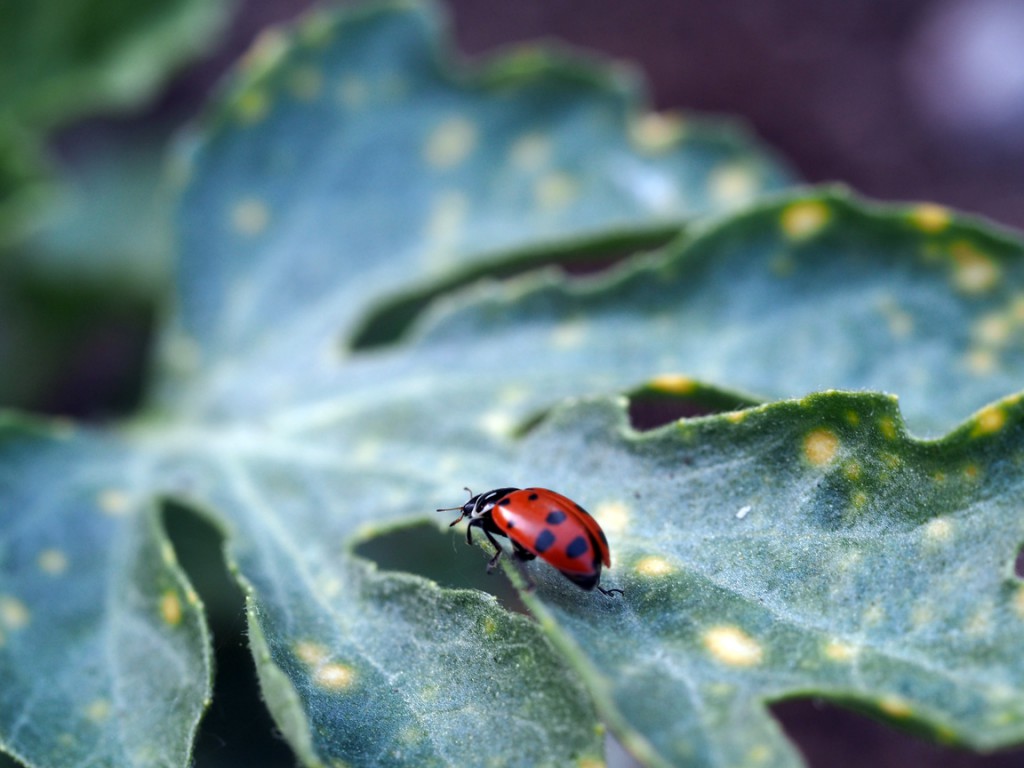 Ladybug Ladybug Fly Away Home • Mellzah