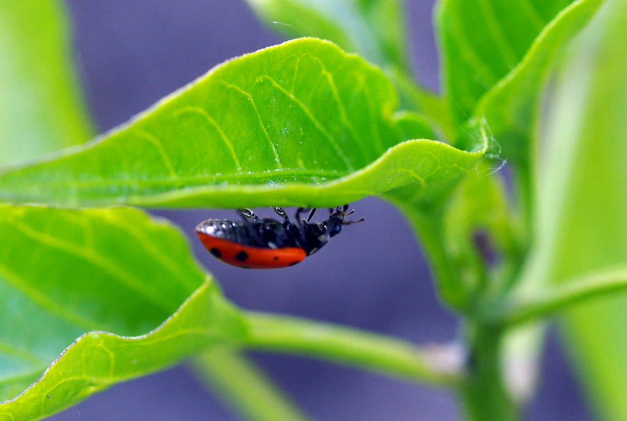Ladybug Ladybug Fly Away Home • Mellzah
