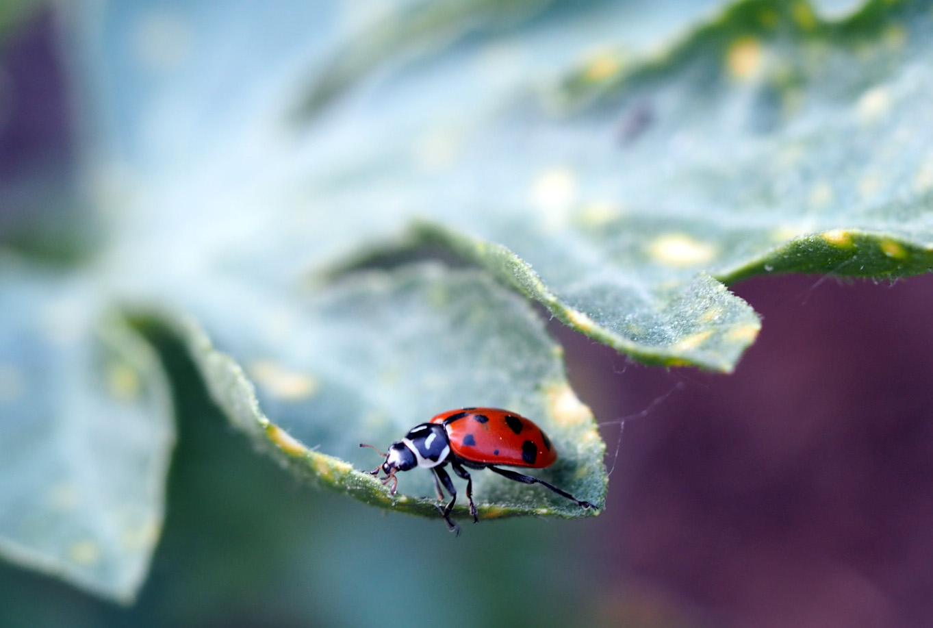 Ladybug Ladybug Fly Away Home • Mellzah