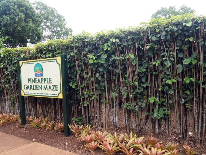 The Dole Plantation: Home of the World's Largest Permanent Hedge Maze ...