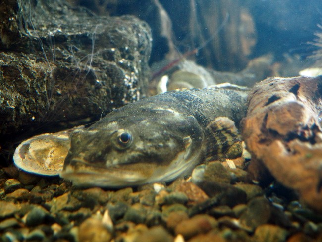 The Poulsbo Aquarium • Mellzah