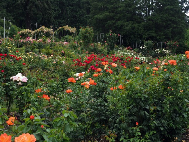 City of Roses: Portland's International Rose Test Garden • Mellzah