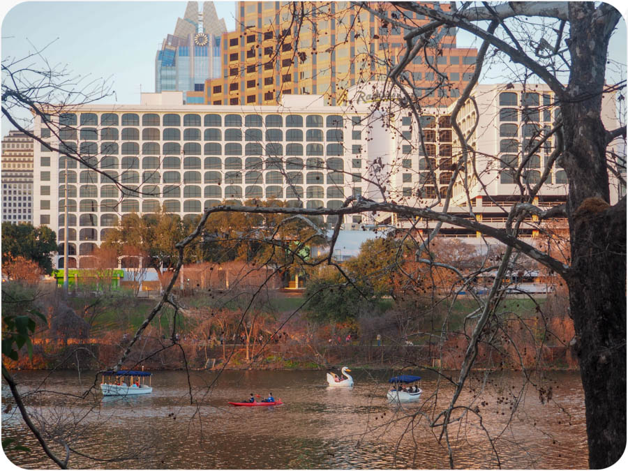Spotted on the Roadside: Congress Bridge Bat Colony in Austin, TX • Mellzah